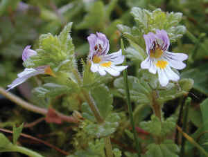 Flora – Dorset Environmental Records Centre