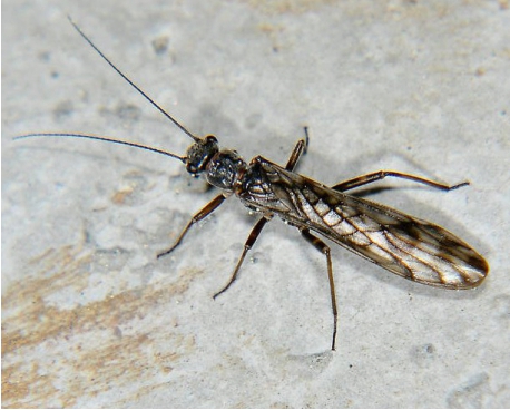 Aquatic Invertebrates – Dorset Environmental Records Centre