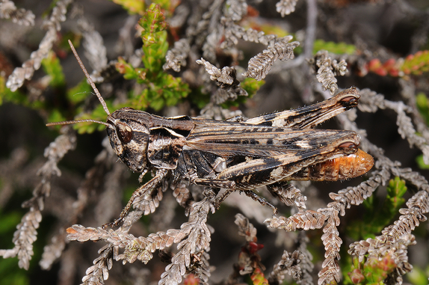 Orthoptera – Dorset Environmental Records Centre