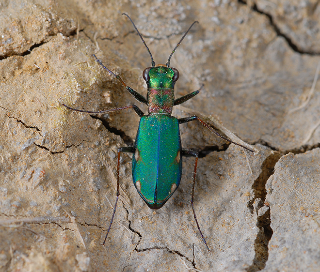 Fauna – Dorset Environmental Records Centre