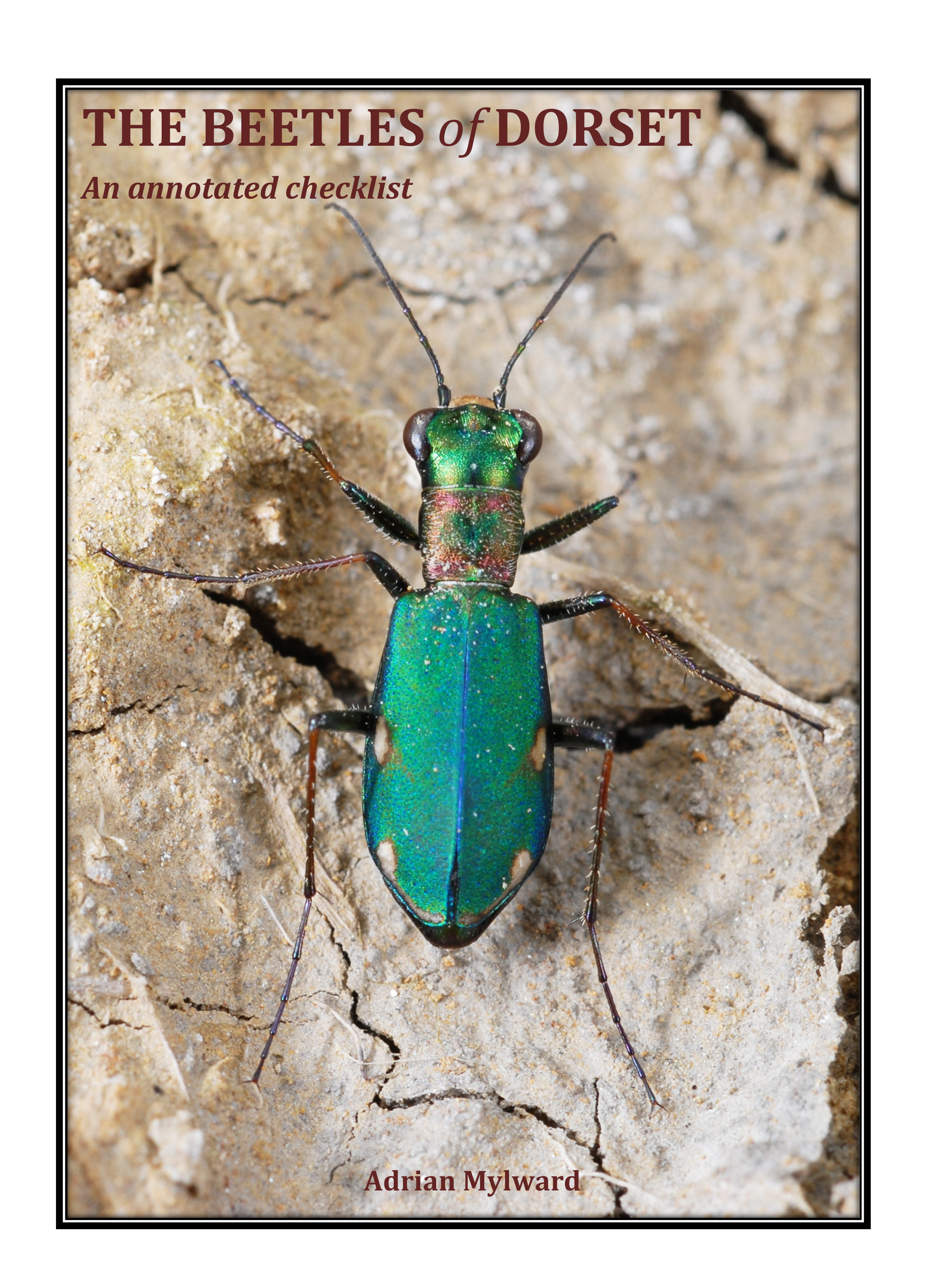 Beetles – Dorset Environmental Records Centre