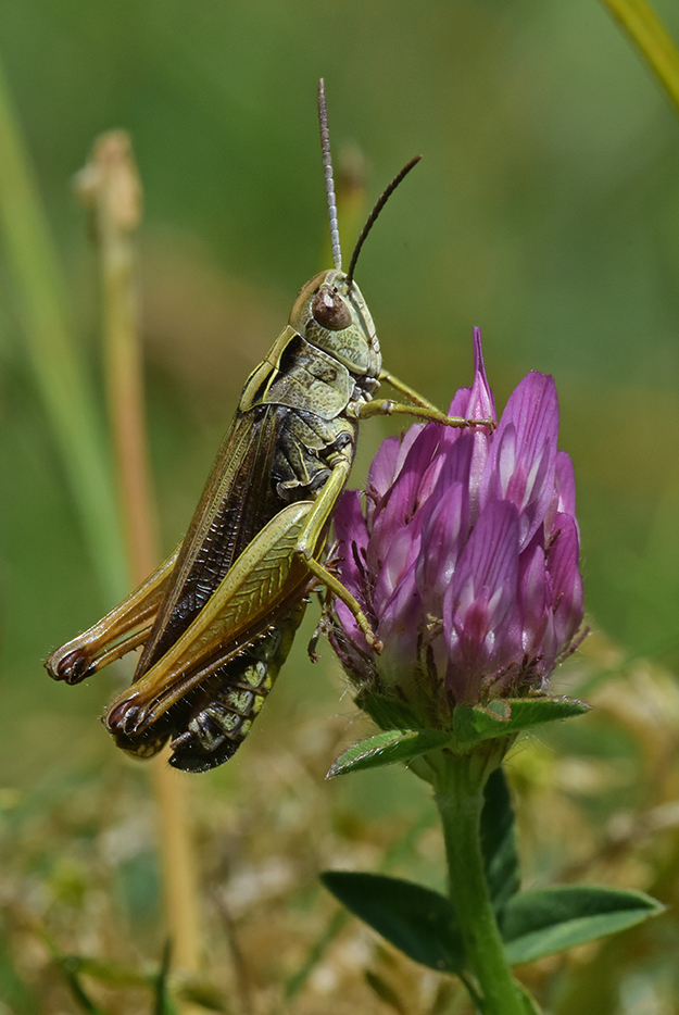Orthoptera – Dorset Environmental Records Centre